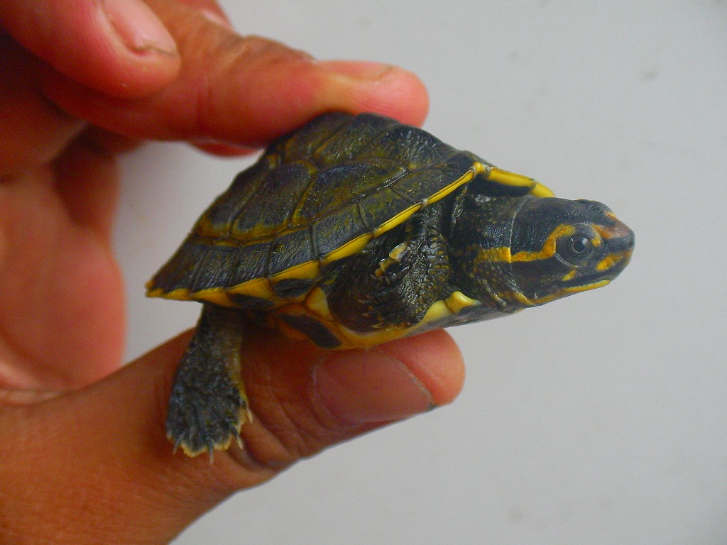 Kachuga - JungleKey.fr Image #50